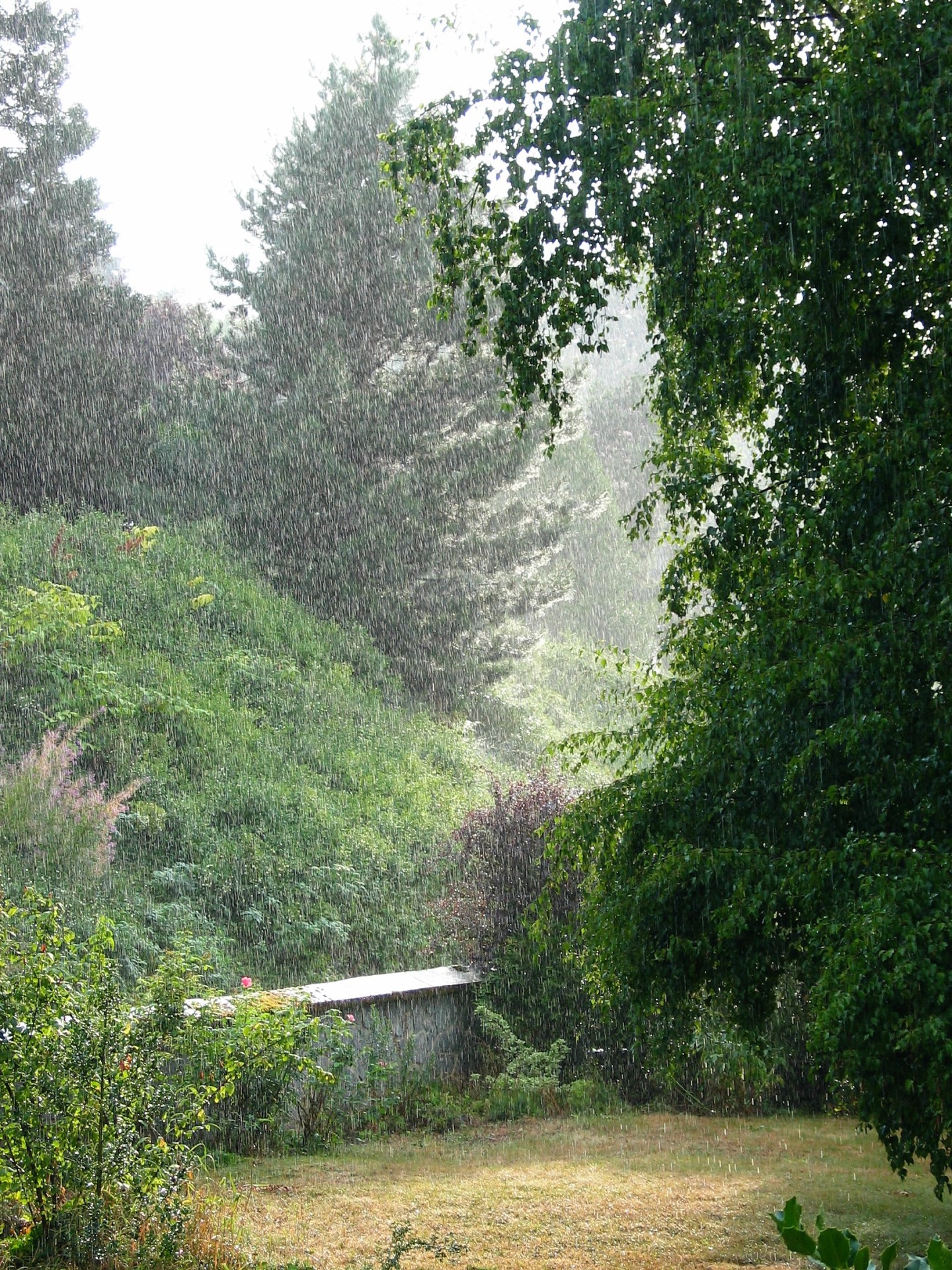 ‘petrichor’: the sweet smell produced when rain falls on parched earth ...