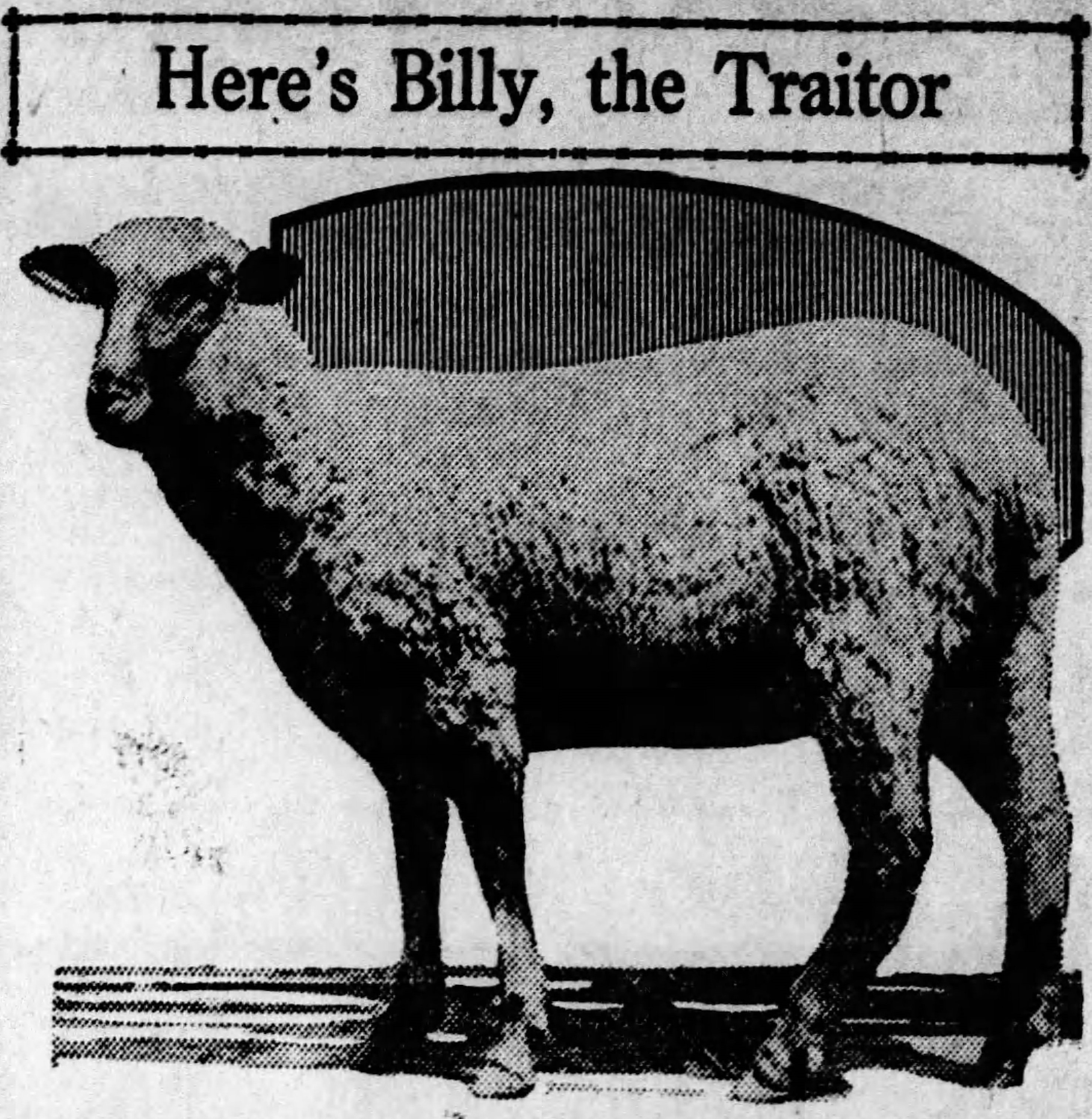 meanings and origin of ‘Judas sheep’ and ‘Judas goat’ – word histories