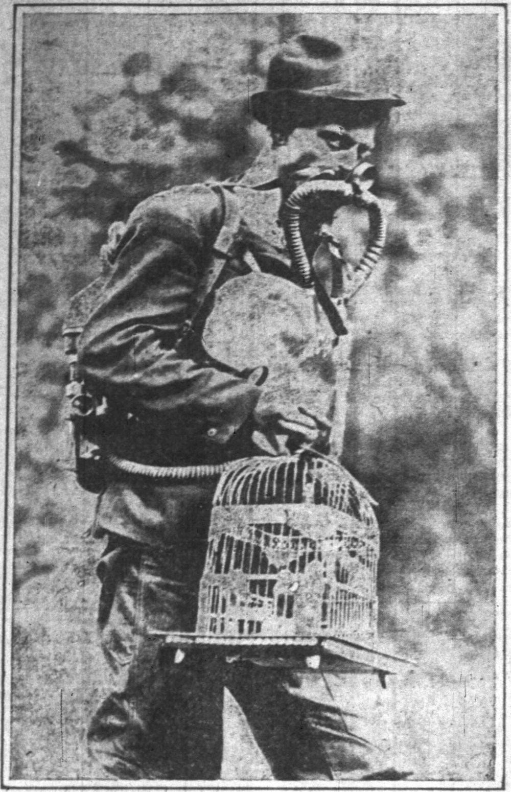 meaning and origin of ‘canary in the coal mine’ – word histories