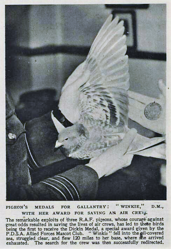 meaning and origin of ‘Dickin Medal’ – word histories